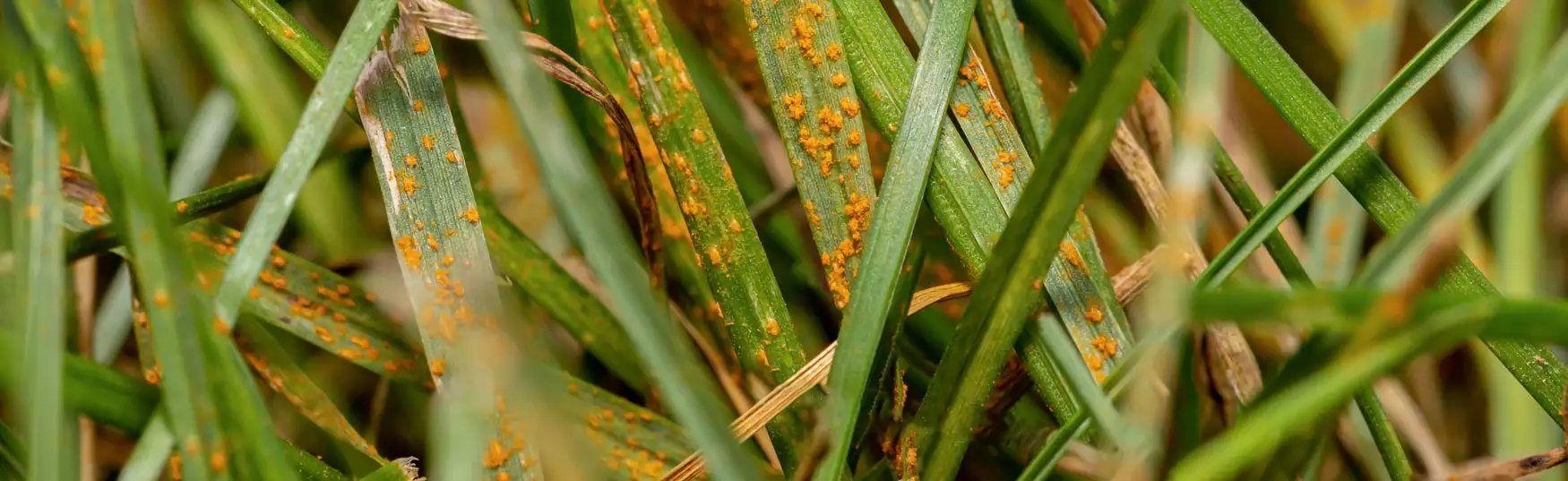 Lawn Disease Specialists - Columbus Ohio