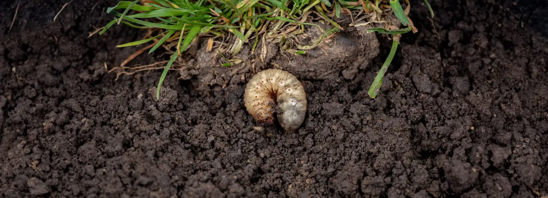 Lawn Care Grub Control - Columbus Ohio